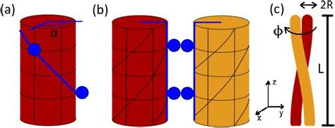 Coiled Coil Geometry 34 A Simplified α Helix Hydrophobic Residues