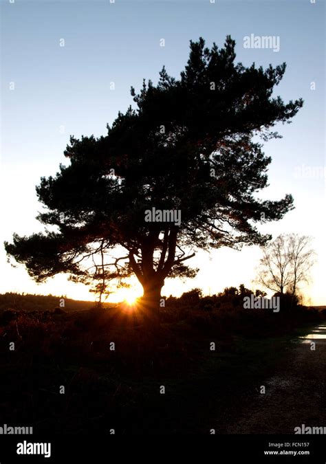 Tree Behind The Sun Hi Res Stock Photography And Images Alamy