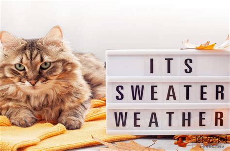 猫总是母鸡蹲吃喝都正常是怎么回事 唯宠网