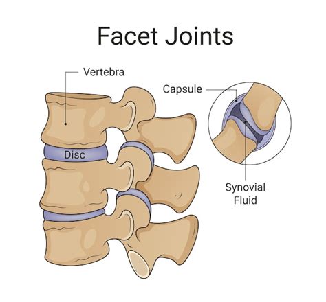 Premium Vector Diagram Of The Facet Joints