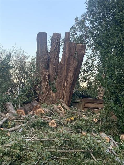 OLYMPIA TREE TEAM Updated August 2025 20 Photos 10 Reviews Olympia Washington Tree