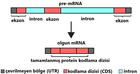 Fullsepp İntron Ve Ekson Nedir