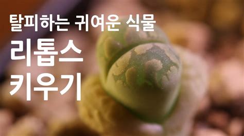 리톱스 키우기 Youtube