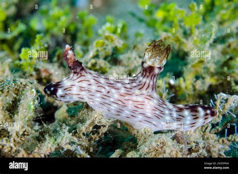 Red Lined Jorunna Nudibranch Jorunna Rubescens Laha Dive Site Ambon