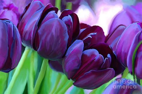 Dark Purple Tulips
