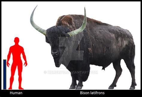 Bison Latifrons