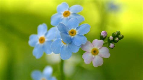 Скачать обои «Обои цветов 1920х1080 для рабочего стола