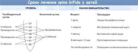 Что такое спина Бифида