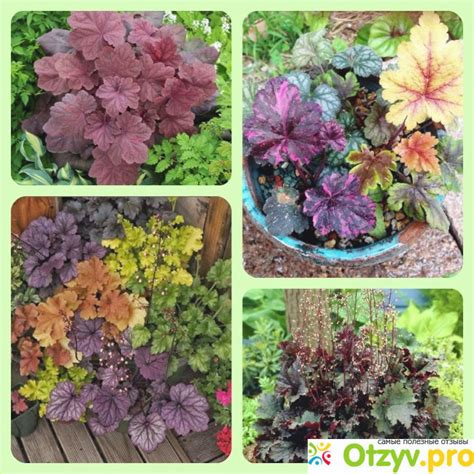 ГЕЙХЕРА отзывы развод или правда