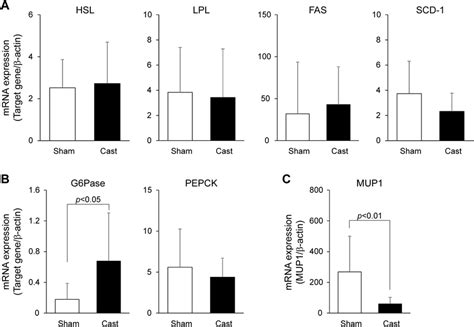 Castration Induces Hepatic Gluconeogenesis And Decreases Androgen