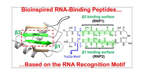 Rna Binding Peptides Inspired By The Rna Recognition Motif Acs Chemical Biology