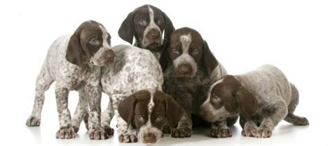 German Shorthaired Pointer Growth Chart GSP Weight Size