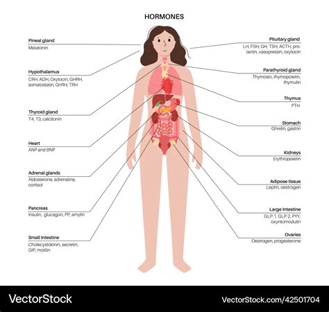 Hormones In Female Body Royalty Free Vector Image