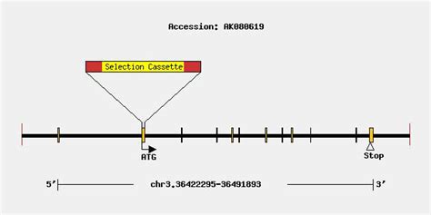 Trpc3 Taconic Biosciences