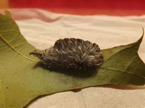 Scientists Reveal Why Asp Caterpillar Stings Are So Excruciatingly