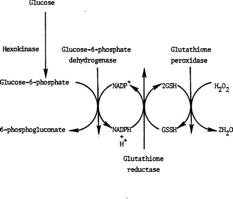 Figure 8 From Effects Of Selenium And Glutathione Peroxidase On The Biosynthesis Of