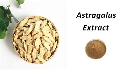 What Is Astragalus Root Extract？