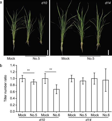 Effects Of Compounds 5 And 6 On D10 And D14 Mutants A Phenotypes Of Download Scientific