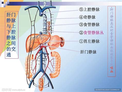 静脉 设计图广告设计广告设计设计图库昵图网