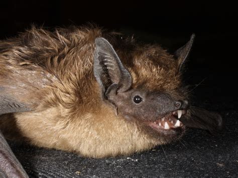 Bat Sex Is Vastly Different From Other Mammals Researchers Discover