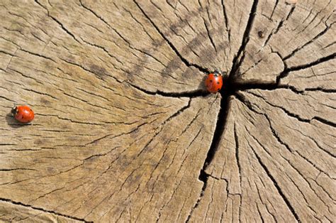 รูปภาพspace Pattern เลือกดูภาพถ่ายสต็อก เวกเตอร์ และวิดีโอ583 Adobe Stock