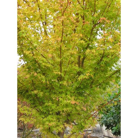 Acer Palmatum Sango Kaku Stunning Winter Beauty
