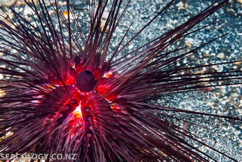 Extraordinary Echinoderms Niwa