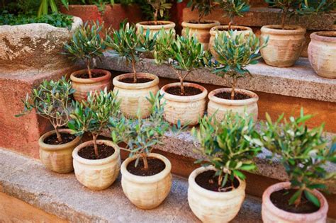 Olive Trees In Clay Pots On A Street Market In Gordes Provence