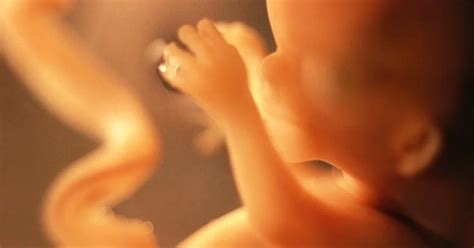 Científicos Crean Un Modelo Similar A Un Embrión Humano A Partir De