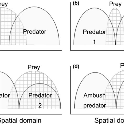 Standard Hypotheses About How Prey Spatially Avoid Predators In Download Scientific Diagram