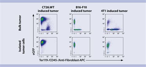 小鼠肿瘤组织样本中 分离肿瘤细胞
