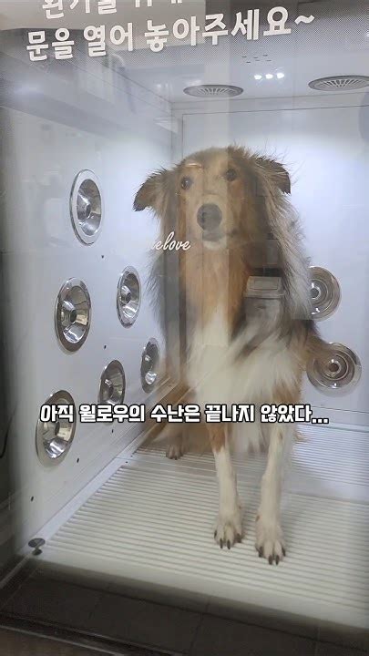 마음대로 흘러가지 않는 견생 Shorts Youtube