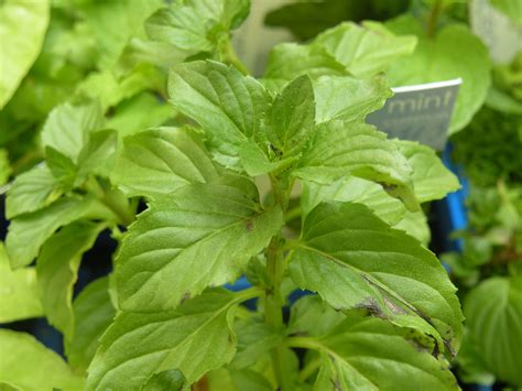 View Tea Leaves Plant  Plant Phrase