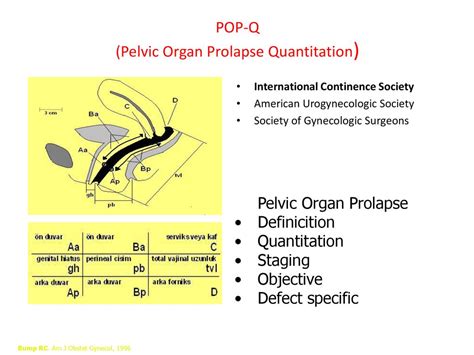 PELVIC FLOOR AND FUNCTIONAL ANATOMY Ppt Download