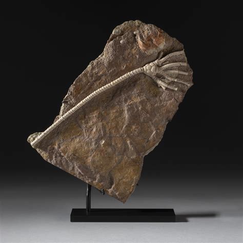 A White Fossil Sea Lily Russia Christies