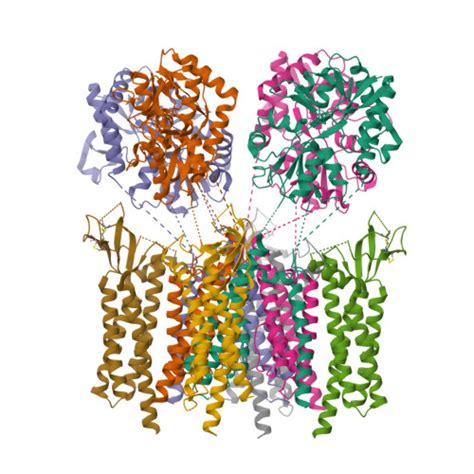 Rcsb Pdb 8p3u Homomeric Glua1 In Tandem With Tarp Gamma 3 Desensitized Conformation 2