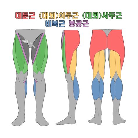Anatomy With Mari 3에 있는 Mari님의 핀 개요도 드로잉 강좌 근육