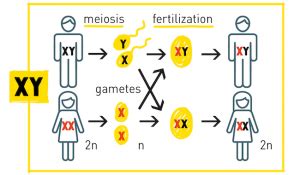 Sex Determination The X Y Zs Of Sex Chromosomes HudsonAlpha Institute For Biotechnology