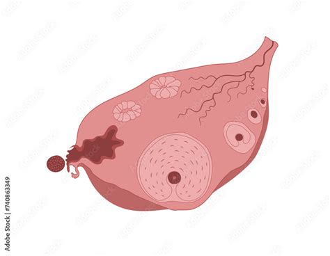 Ovulation Steps Infographic Diagram Ovarian Cycle Anatomy Of Female