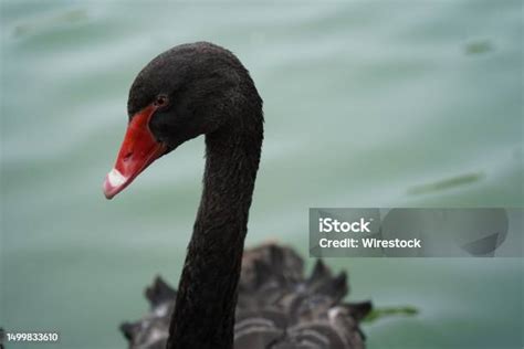 길고 가느다란 목과 붉은 부리가 있는 검은 백조의 머리를 클로즈업한 모습 가냘픈에 대한 스톡 사진 및 기타 이미지 가냘픈 긴 깃털 Istock