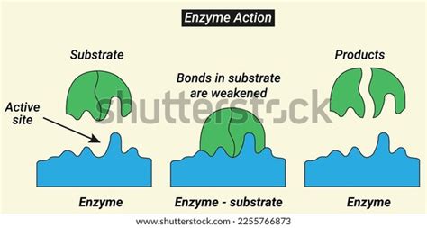 Combination Formed By Enzyme Substrates Called Stock Vector Royalty Free 2255766873 Shutterstock