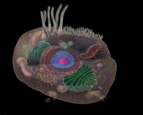 Aandp 1 Prelab 3 Cell Model 2 Flashcards Quizlet