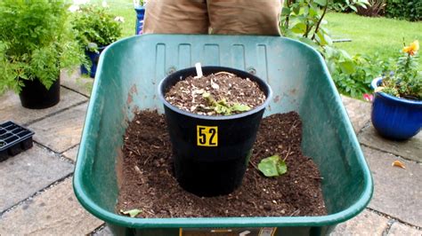 When To Plant Potatoes In Tubs At Stewart Folsom Blog