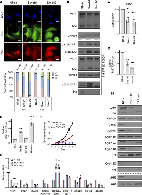 Jci Insight A Syx Rhoa Dia1 Signaling Axis Regulates Cell Cycle