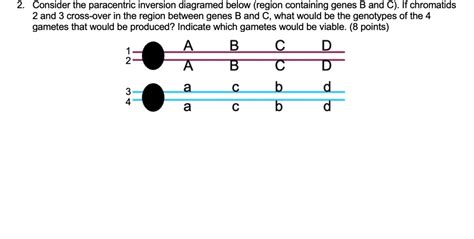 [get Answer] Consider The Paracentric Inversion Diagramed Below Region Containing Genes B And C