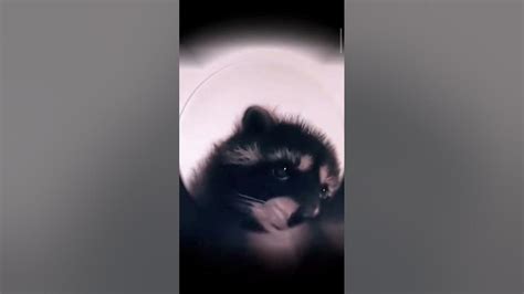 енот танцует под педро енот педро Youtube