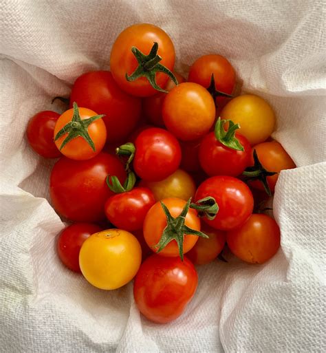 8 Tips For Growing Tomatoes Hydroponically The Green Experiment Company