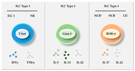 Innate Lymphoid Cell Classification The Ilcs Are Classified Into Three