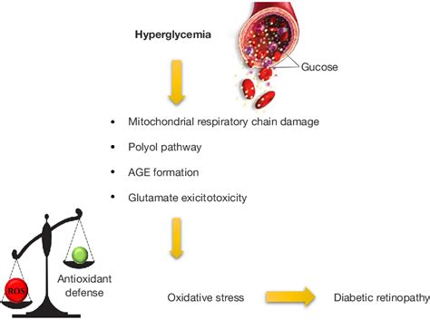 Figure 1 From Ex Vivo Models Of Retinal Neurovascular Diseases Semantic Scholar