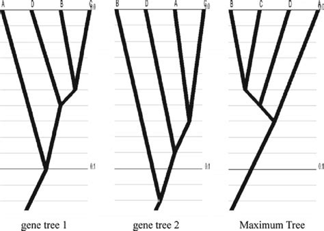 The Maximum Tree Constructed From Two Gene Trees Gene Tree Is Download Scientific Diagram